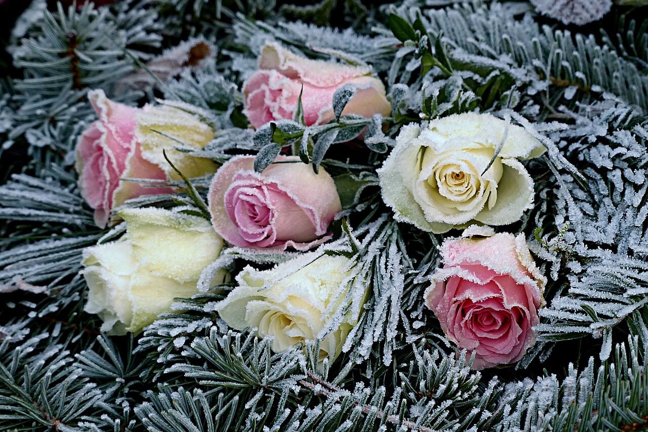 Best practices for winter flowers - Ace of Gray